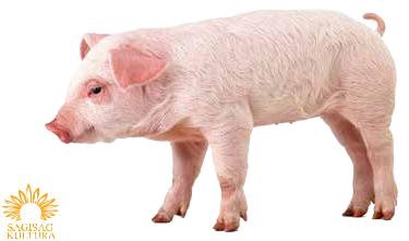 báboy – CulturEd: Philippine Cultural Education Online