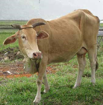 báka – CulturEd: Philippine Cultural Education Online