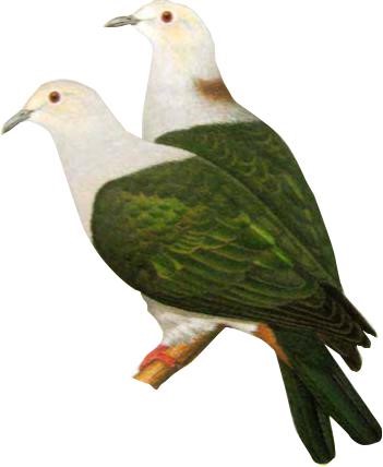 bálud – CulturEd: Philippine Cultural Education Online