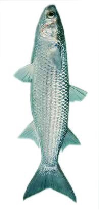 bának – CulturEd: Philippine Cultural Education Online