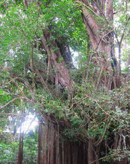 baléte – CulturEd: Philippine Cultural Education Online