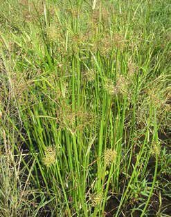 balanggót – CulturEd: Philippine Cultural Education Online