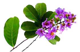 banabá – CulturEd: Philippine Cultural Education Online