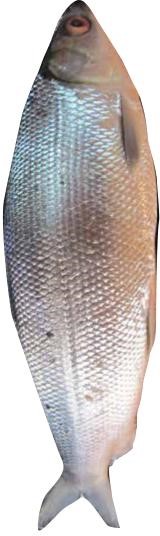 bangús – CulturEd: Philippine Cultural Education Online