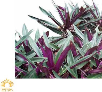 bangkâ-bangkàan – CulturEd: Philippine Cultural Education Online