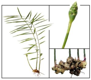 lúya – CulturEd: Philippine Cultural Education Online