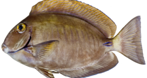 labahíta – CulturEd: Philippine Cultural Education Online