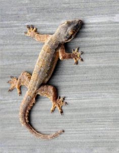 butikî – CulturEd: Philippine Cultural Education Online