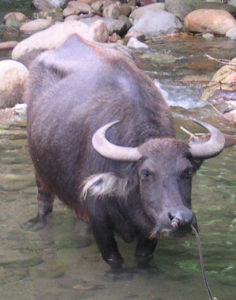 kalabáw – CulturEd: Philippine Cultural Education Online