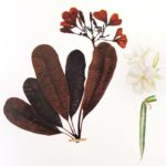 kalatsútsi – CulturEd: Philippine Cultural Education Online