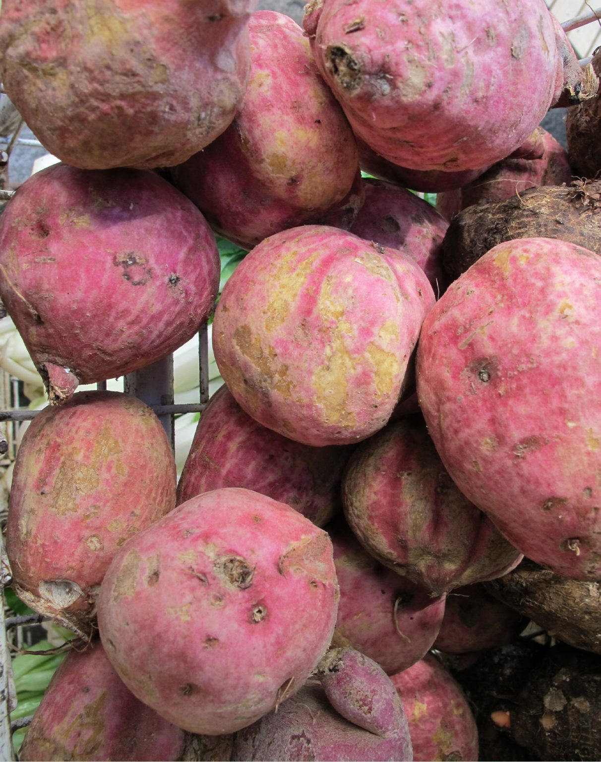 kamóte – CulturEd: Philippine Cultural Education Online