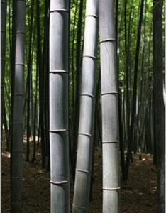 kawáyan – CulturEd: Philippine Cultural Education Online