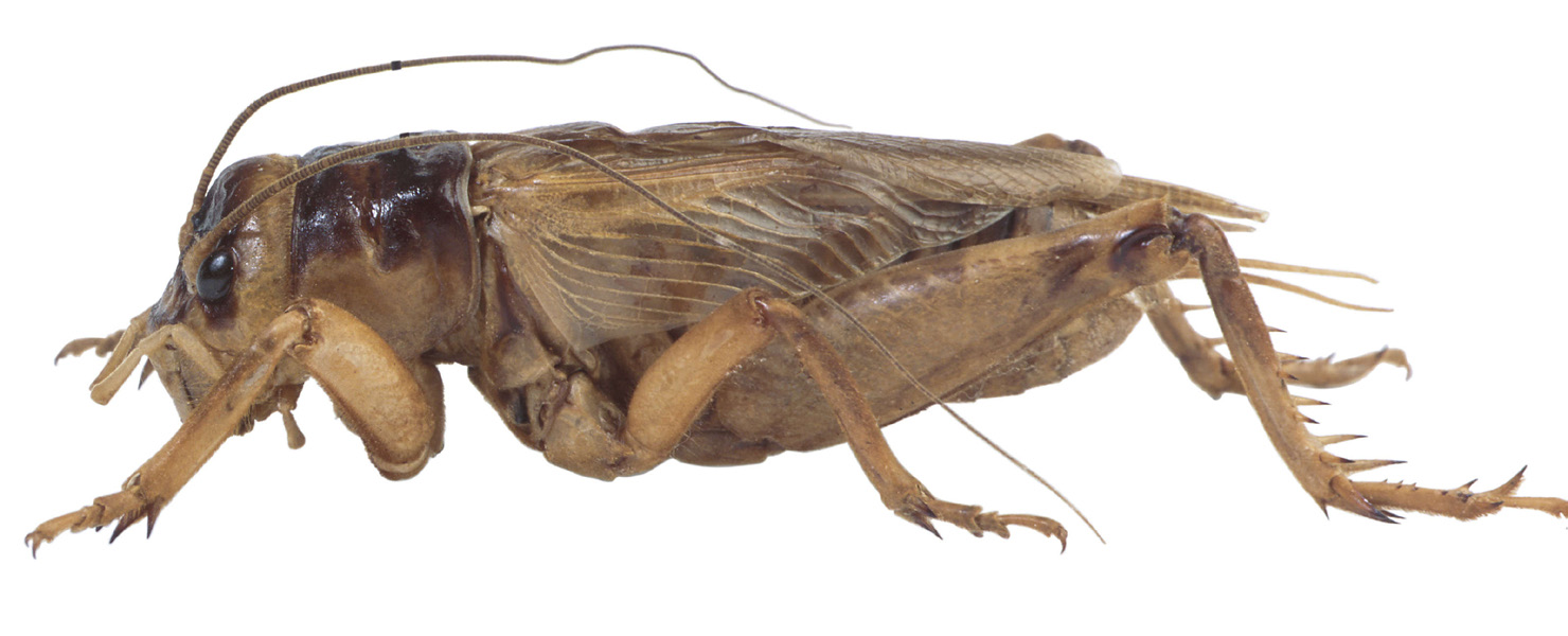 kuliglíg – CulturEd: Philippine Cultural Education Online