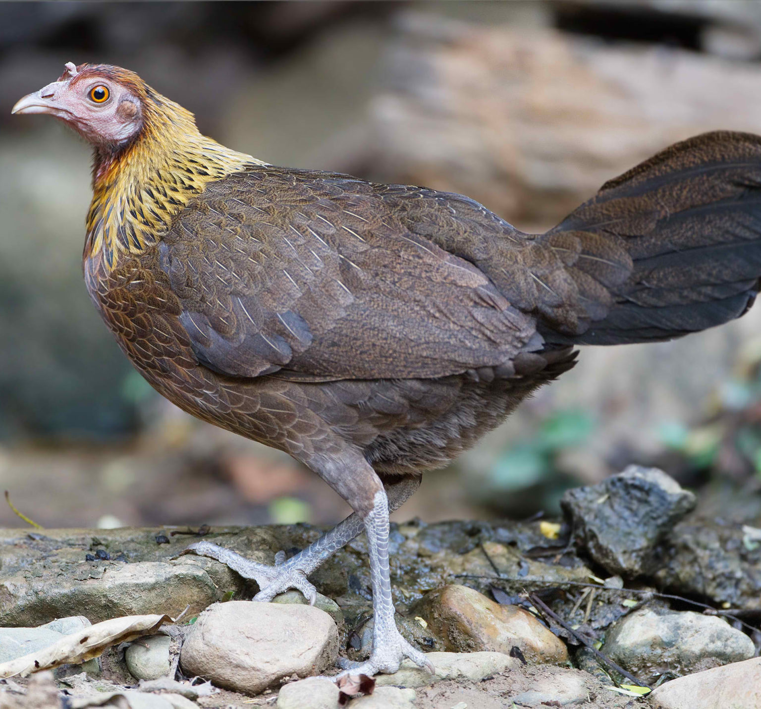 labuyò – CulturEd: Philippine Cultural Education Online