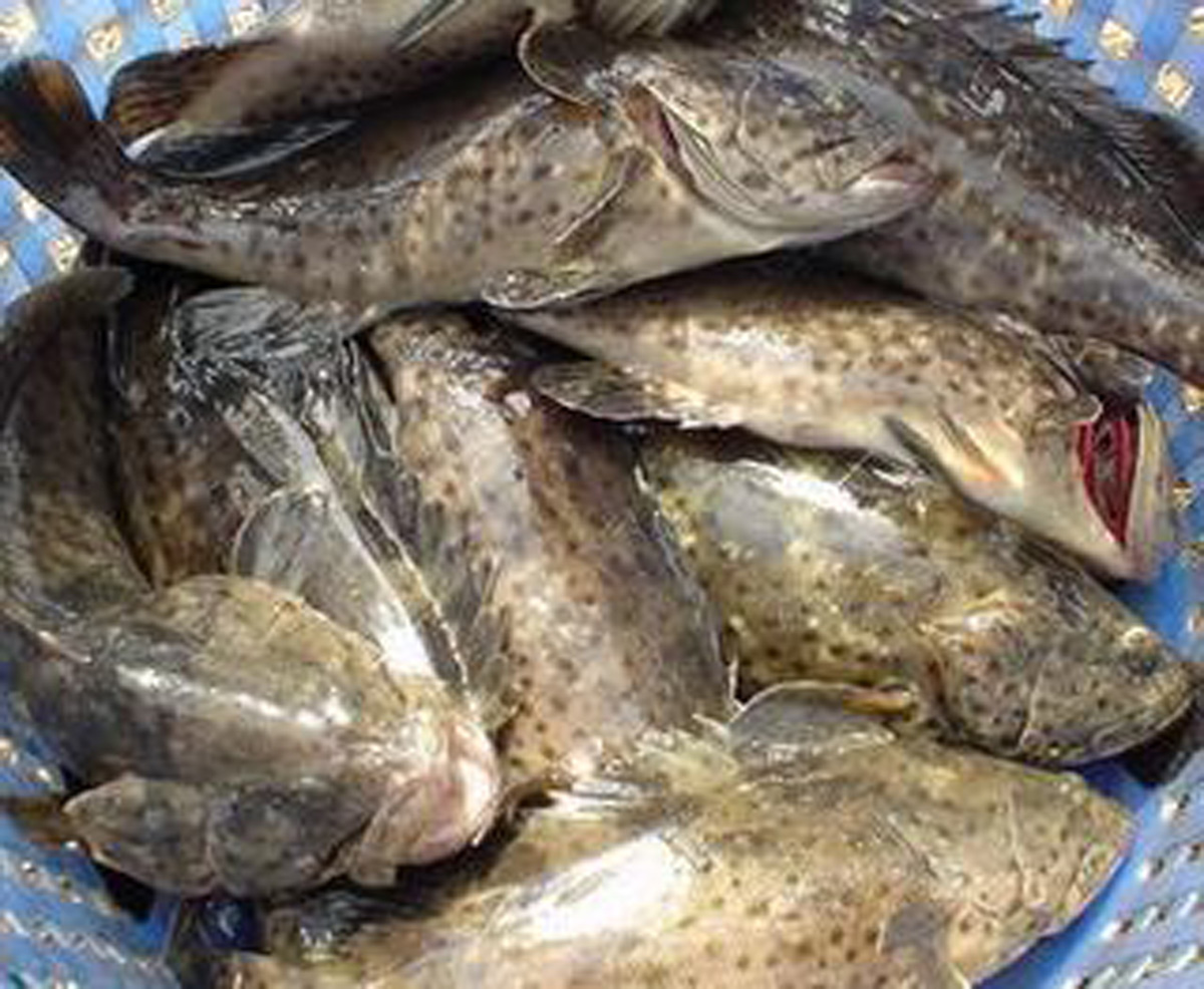 lápulápu – CulturEd: Philippine Cultural Education Online