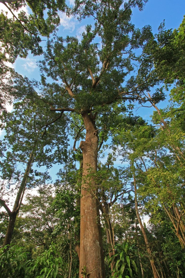 manggatsapúy – CulturEd: Philippine Cultural Education Online