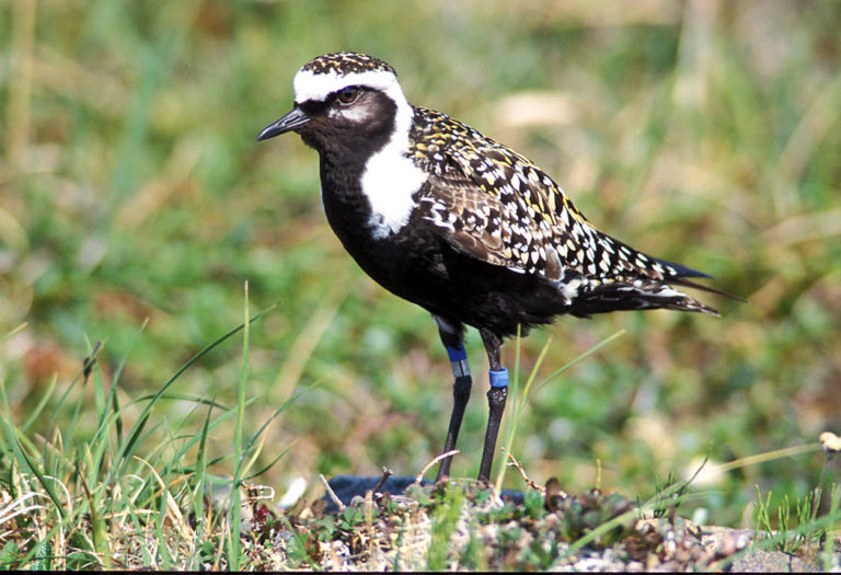 matáng-báka – CulturEd: Philippine Cultural Education Online