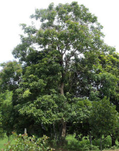 muláwin – CulturEd: Philippine Cultural Education Online