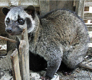 músang – CulturEd: Philippine Cultural Education Online