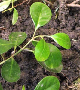 nílad – CulturEd: Philippine Cultural Education Online