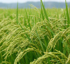 pálay – CulturEd: Philippine Cultural Education Online