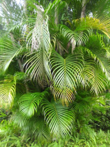 palméra – CulturEd: Philippine Cultural Education Online