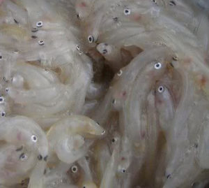 sinarapán – CulturEd: Philippine Cultural Education Online