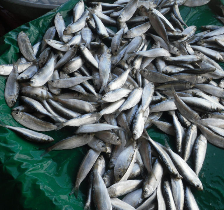 tawílis – CulturEd: Philippine Cultural Education Online