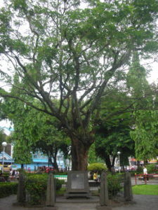 tindaló – CulturEd: Philippine Cultural Education Online