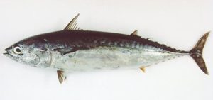 tulíngan – CulturEd: Philippine Cultural Education Online