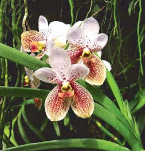 wáling-wáling – CulturEd: Philippine Cultural Education Online